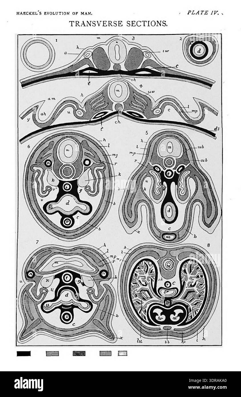 Plate IV from Ernst Haeckel's 1920 publication shows diagrammatic ...