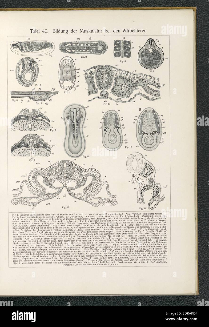 Highlighting evolutionary characteristics hi-res stock photography and ...