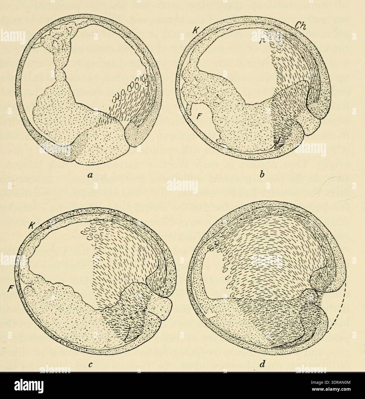 This 1963 figure by Julian Huxley and Gavin de Beer illustrates ...
