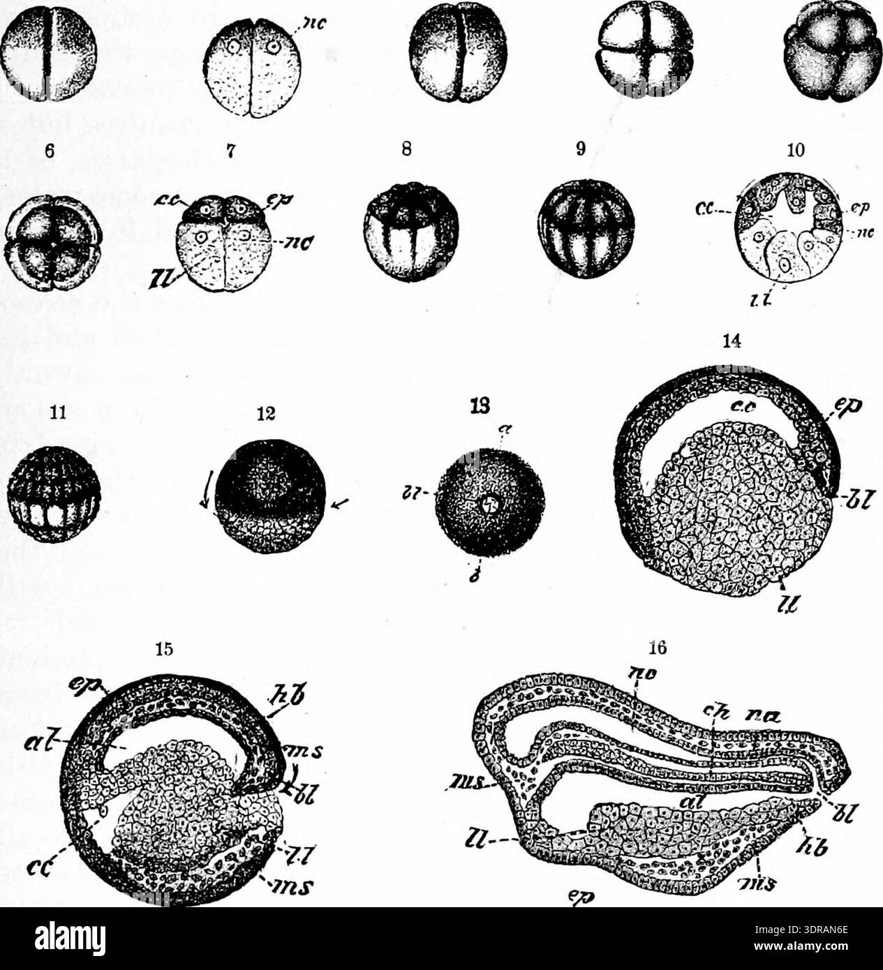 The illustration depicts multiple cleavage stages in frog embryo hi-res ...