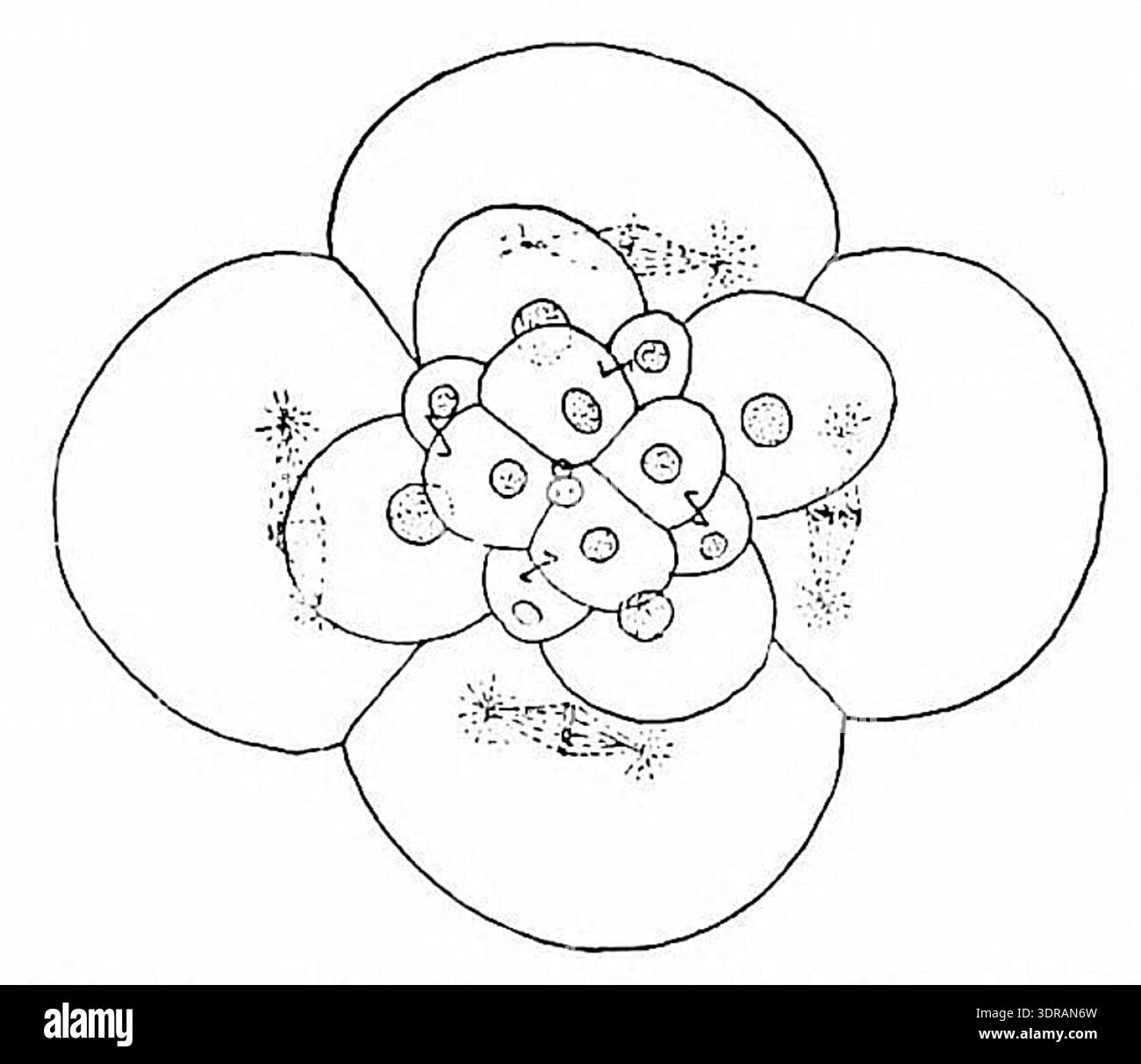 Morphology and embryology Black and White Stock Photos & Images - Alamy