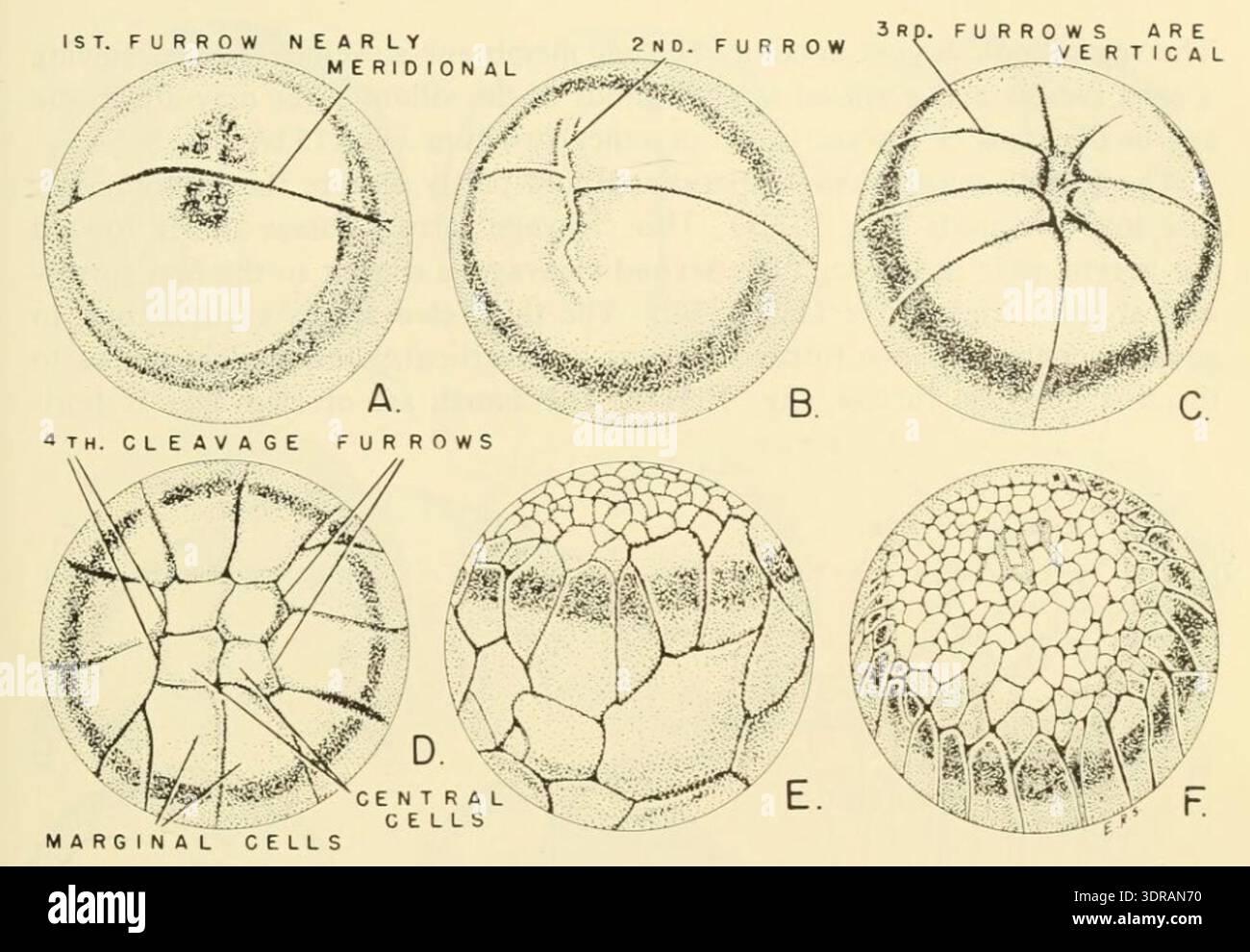 Olin E. Nelsen's 1953 figure shows embryonic cleavage in the egg of ...