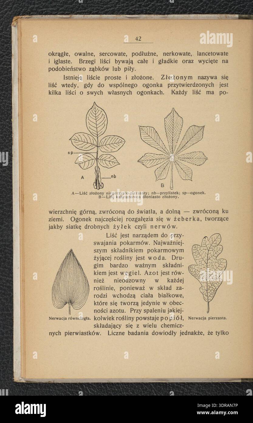 Botanical terminology for classroom instruction hi-res stock ...