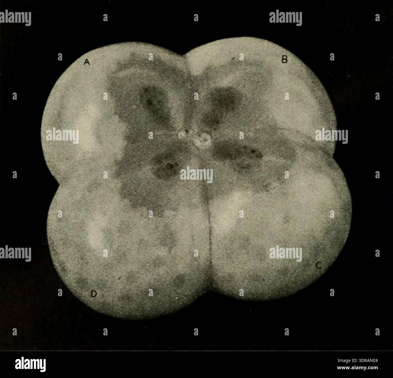 Cell division diagram hi-res stock photography and images - Alamy