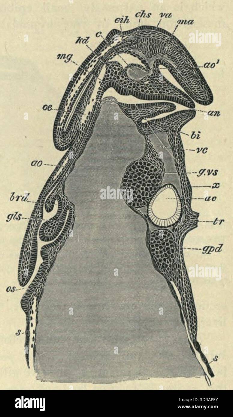 Illustration of a longitudinal section through an advanced embryo of ...