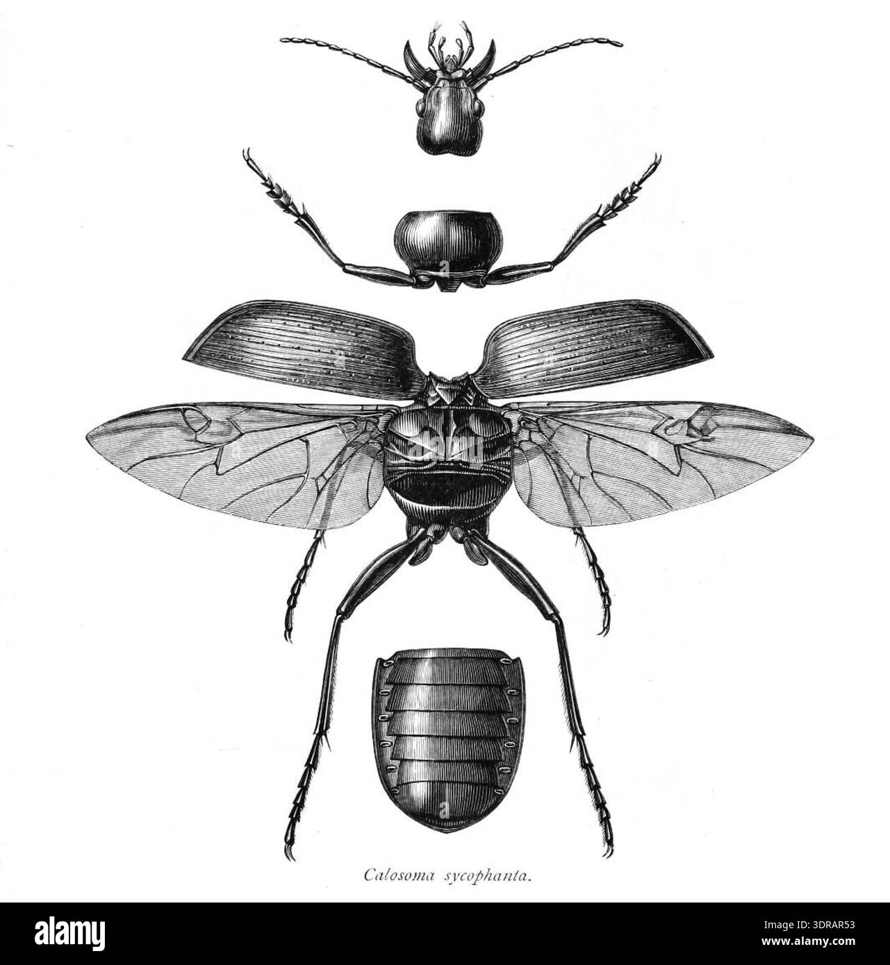 Highlighting morphological features and anatomical organization ...
