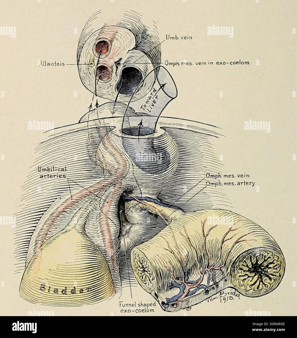 Connective tissue arrangement hi-res stock photography and images - Alamy