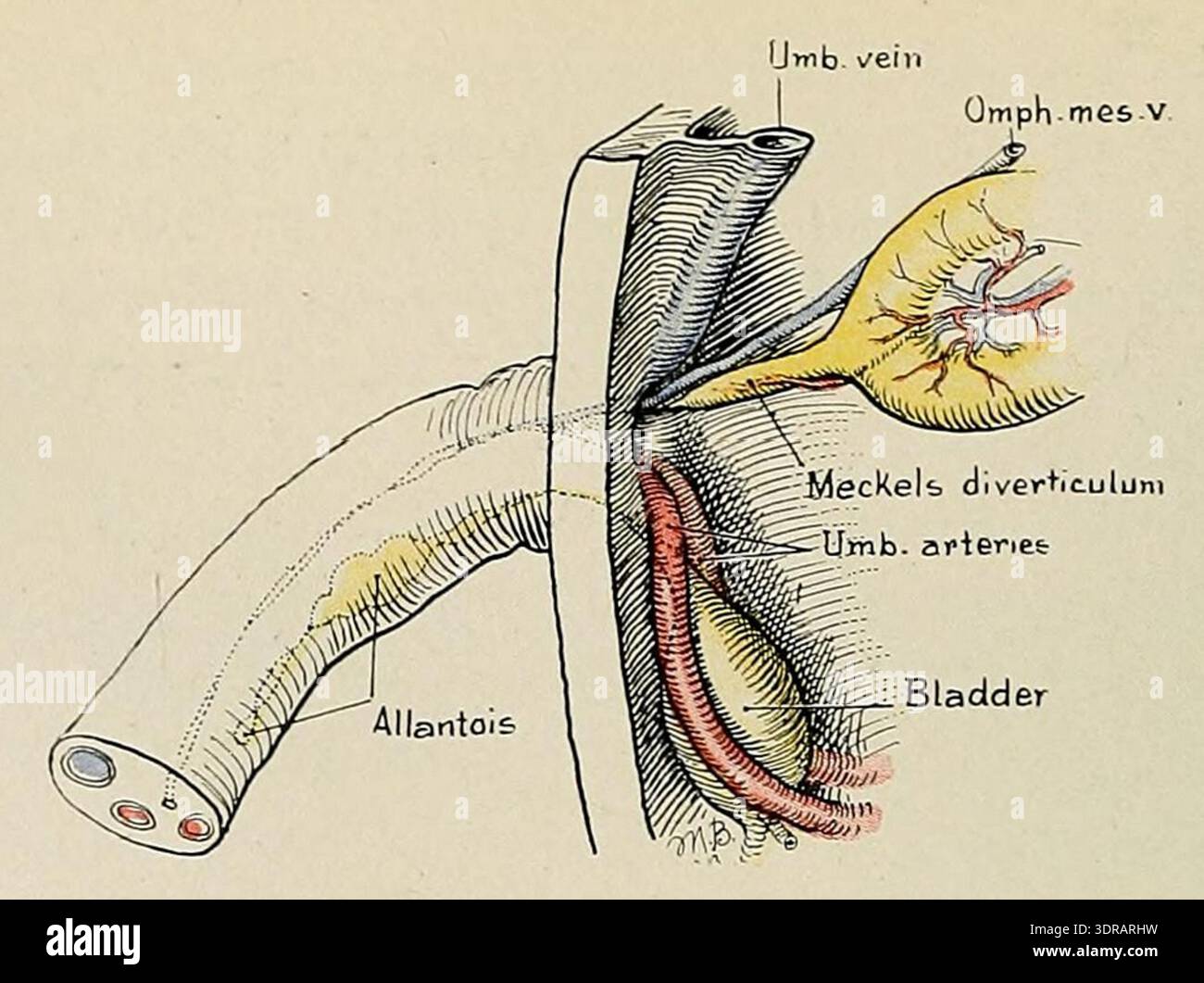 Detailed diagrams of structures hi-res stock photography and images - Alamy