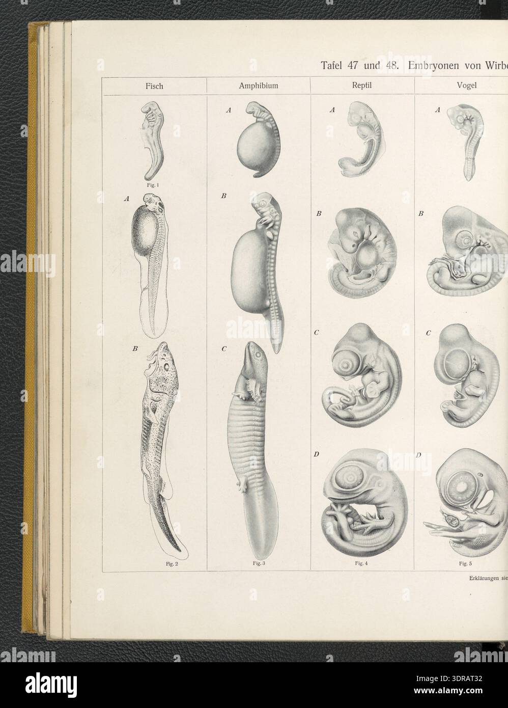 The visual representation of developmental and evolutionary sequences ...