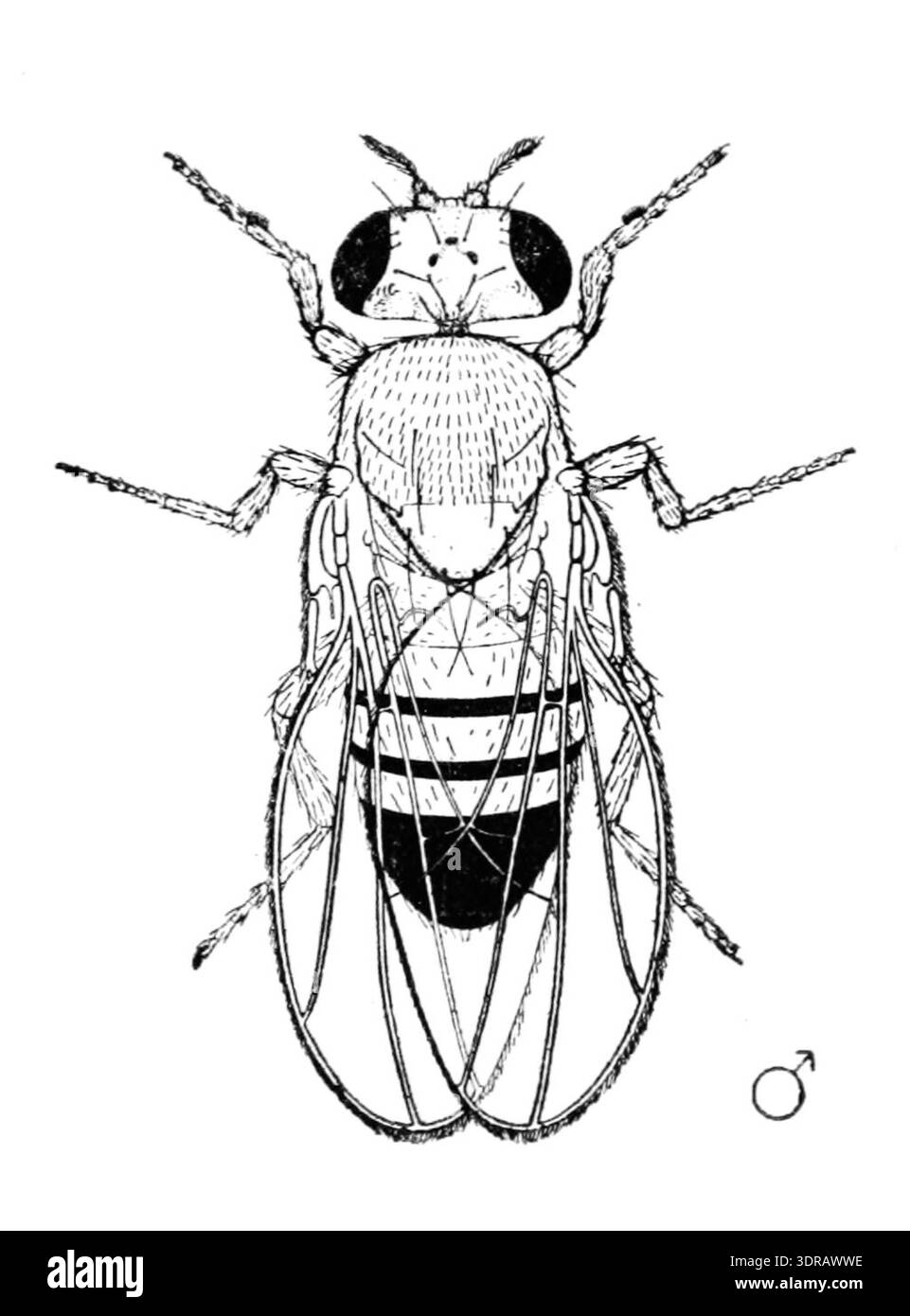 The image shows fly morphology hi-res stock photography and images - Alamy