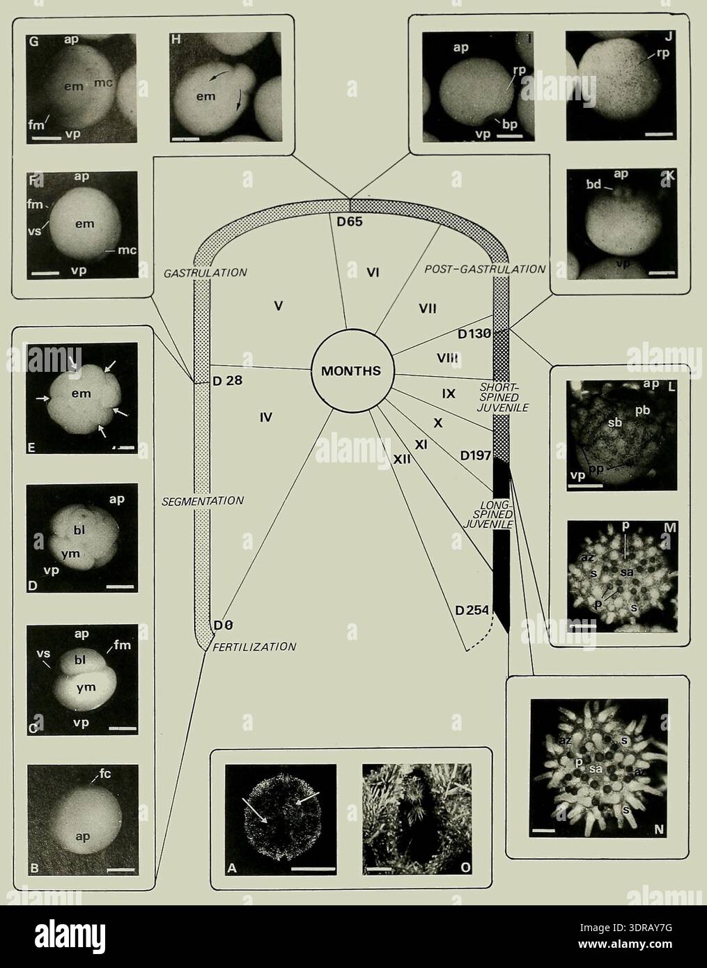 This figure series shows the developmental stages of Abatus cordatus, a ...