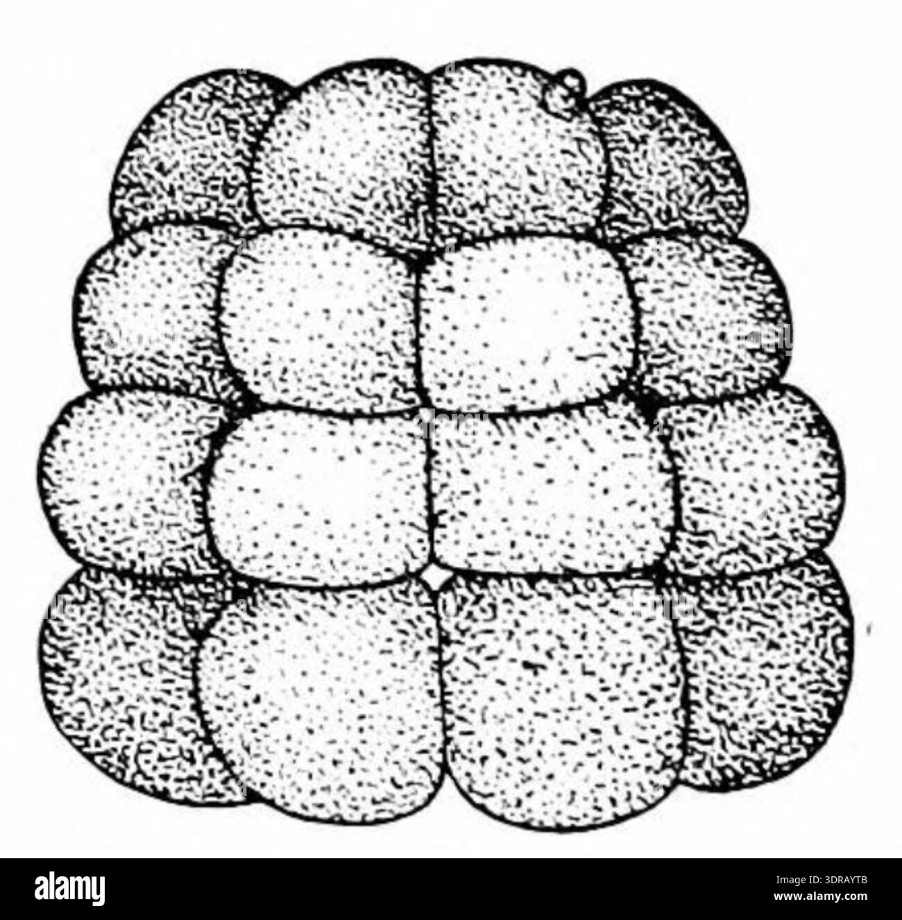 Illustration of the thirty two cell stage of amphioxus embryonic ...