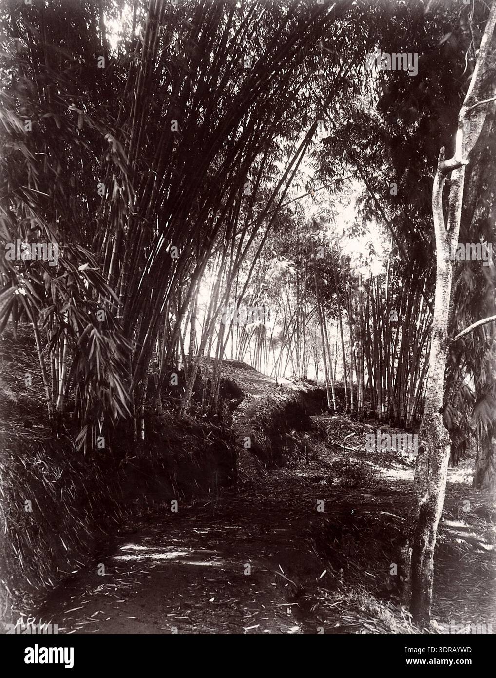 Circa 1910 1930 the image shows dense bamboo vegetation hi-res stock ...
