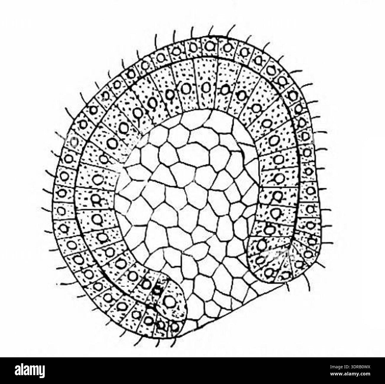 Flagella rotation hi-res stock photography and images - Alamy
