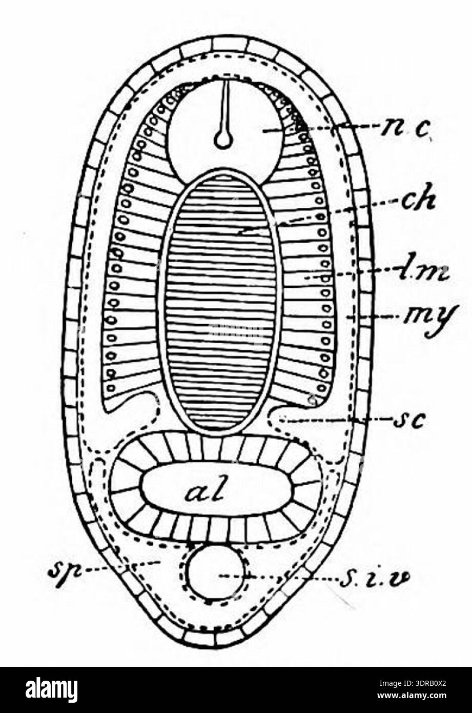 Transverse section of an amphioxus larva illustrating the body s hi-res ...