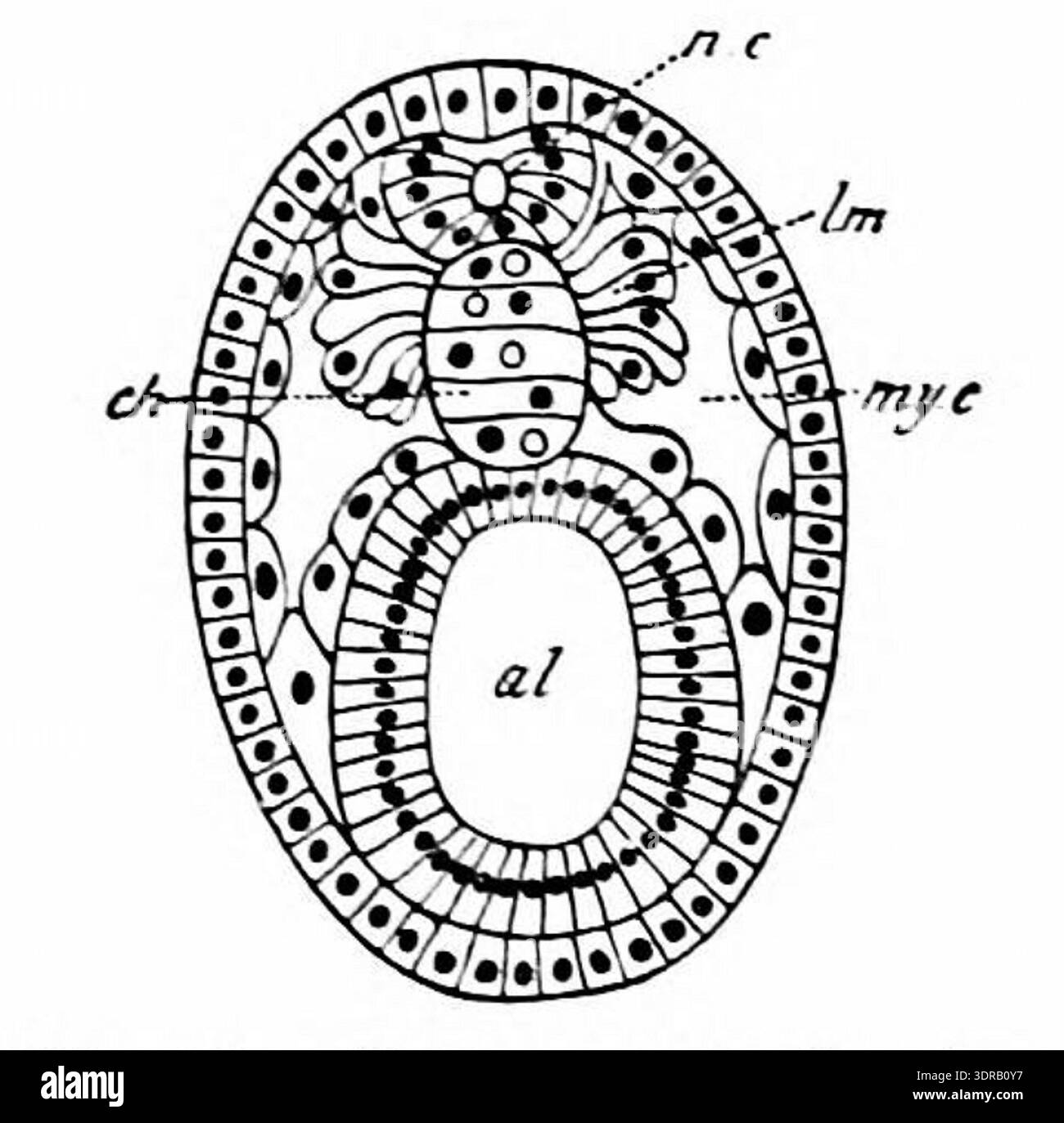 Transverse section through the mid body of an amphioxus embryo s hi-res ...