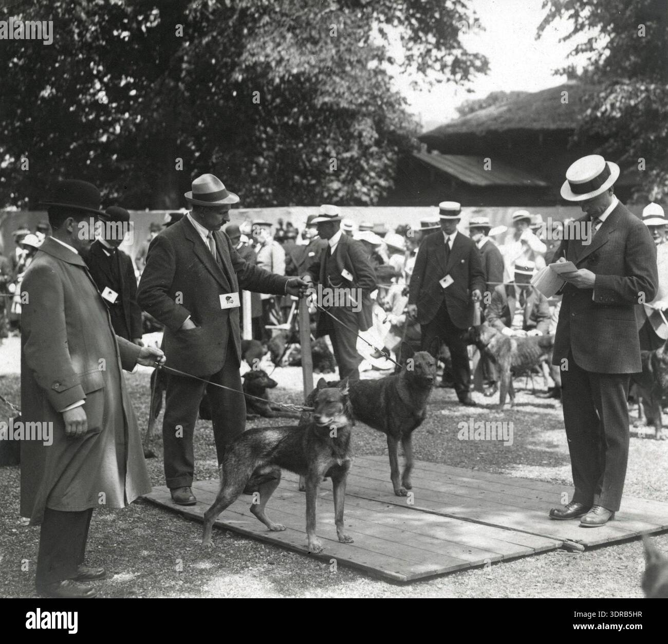 This 1916 photograph by E. Visser van Weeren shows German Shepherds ...