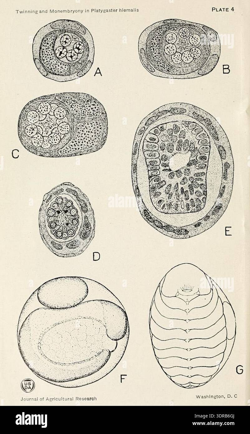 Various stages of embryonic development hi-res stock photography and ...