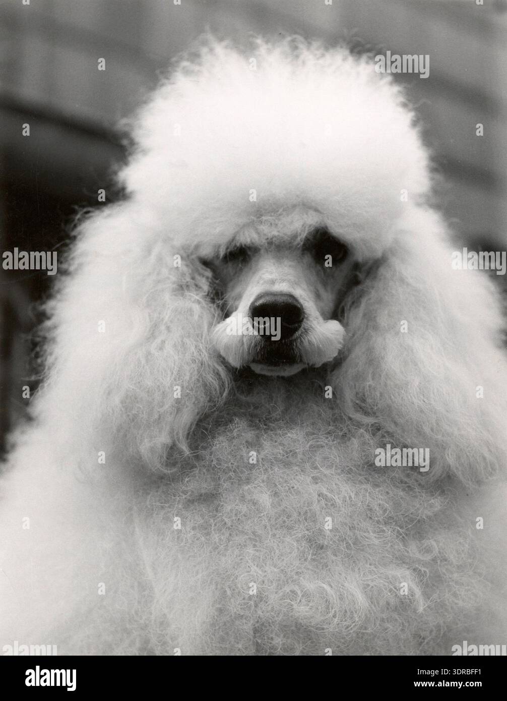 Illustrating dog show practices hi-res stock photography and images - Alamy