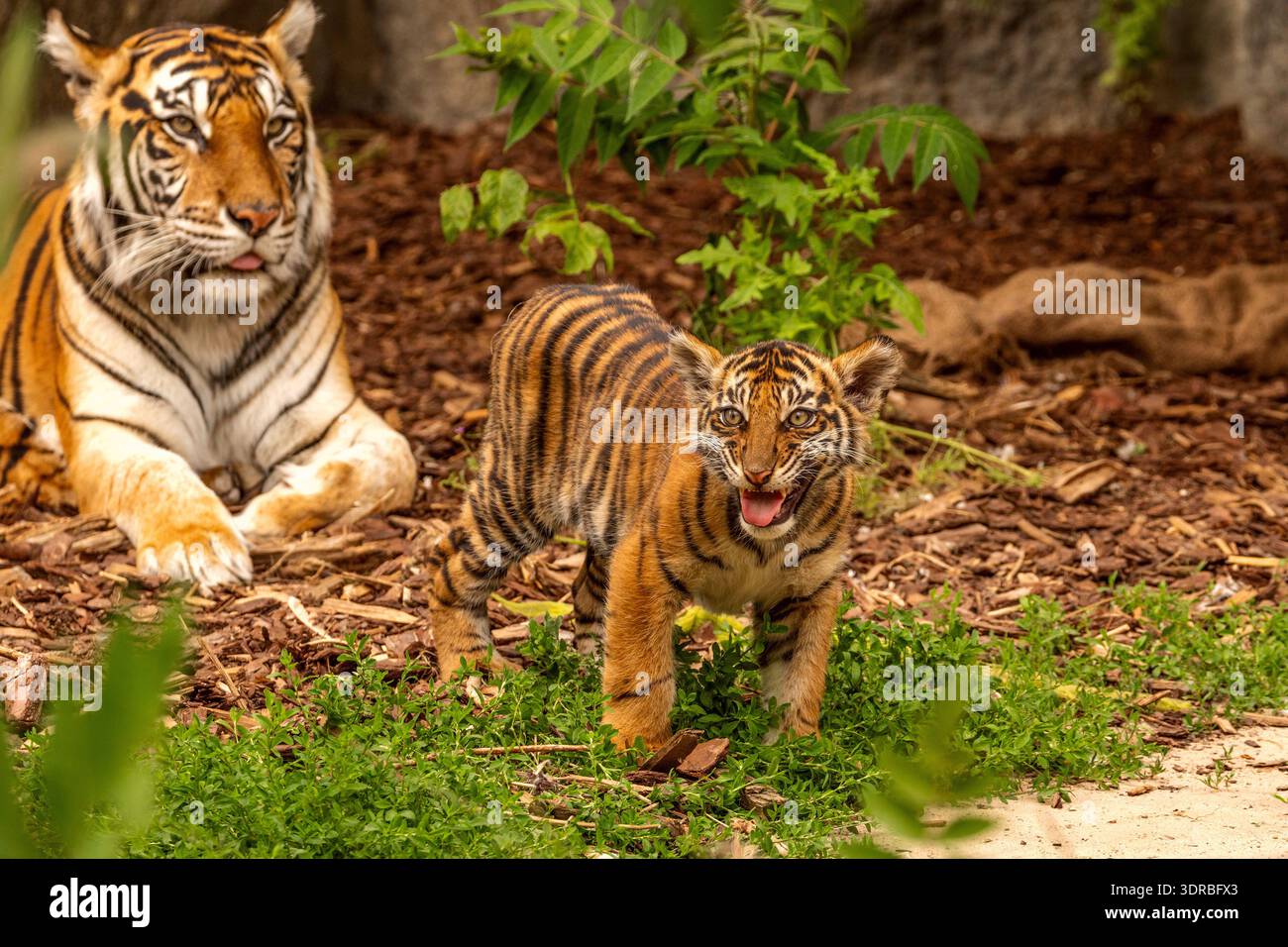 Tiger cubs playing with his mother,sumatra tiger Panthera tigris. small ...