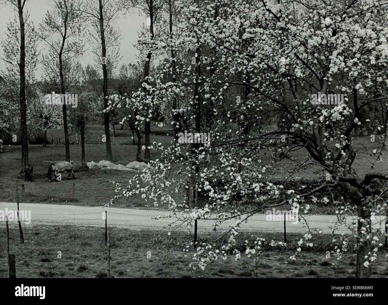 The photograph shows a blooming orchard in limburg hi-res stock ...