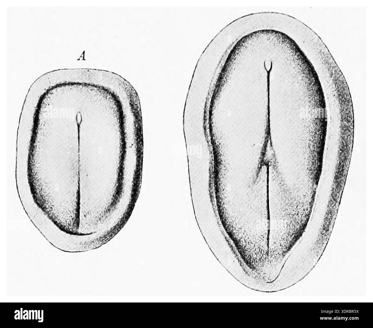 This illustration shows pig (Sus domesticus) embryos highlighting the ...