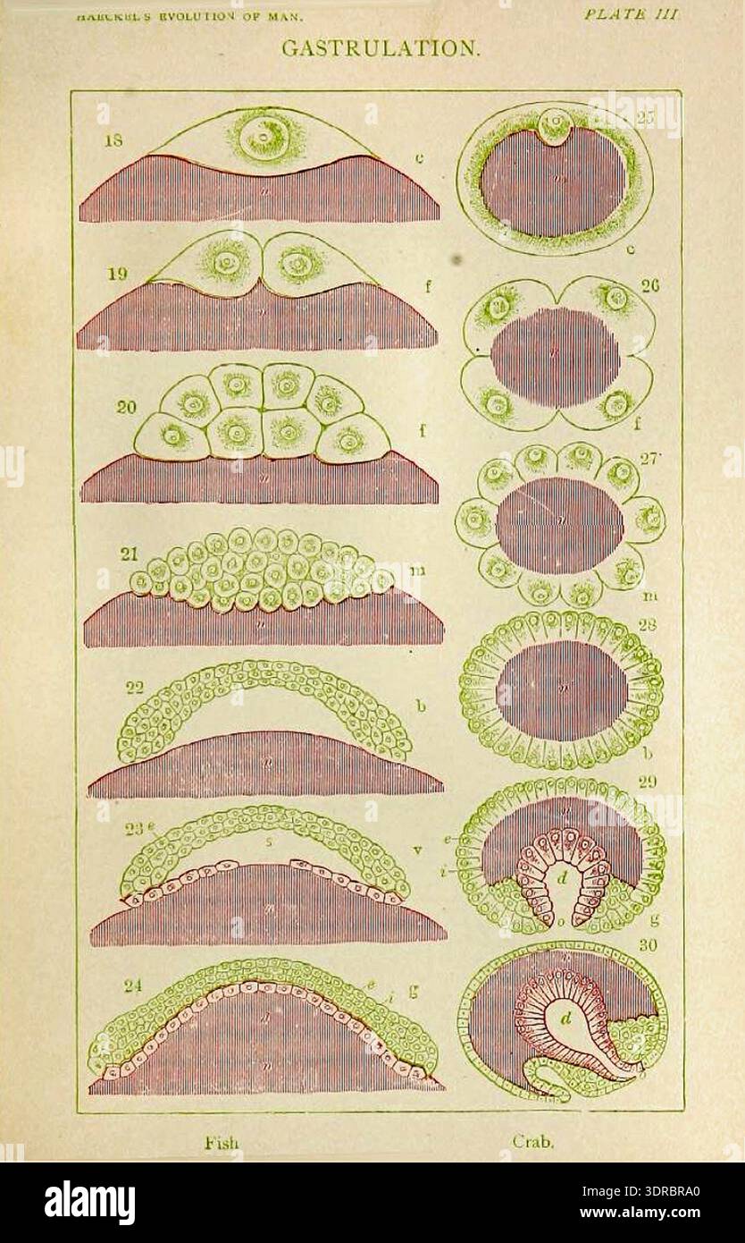In 1920, Ernst Haeckel illustrated egg cleavage and gastrulation in ...
