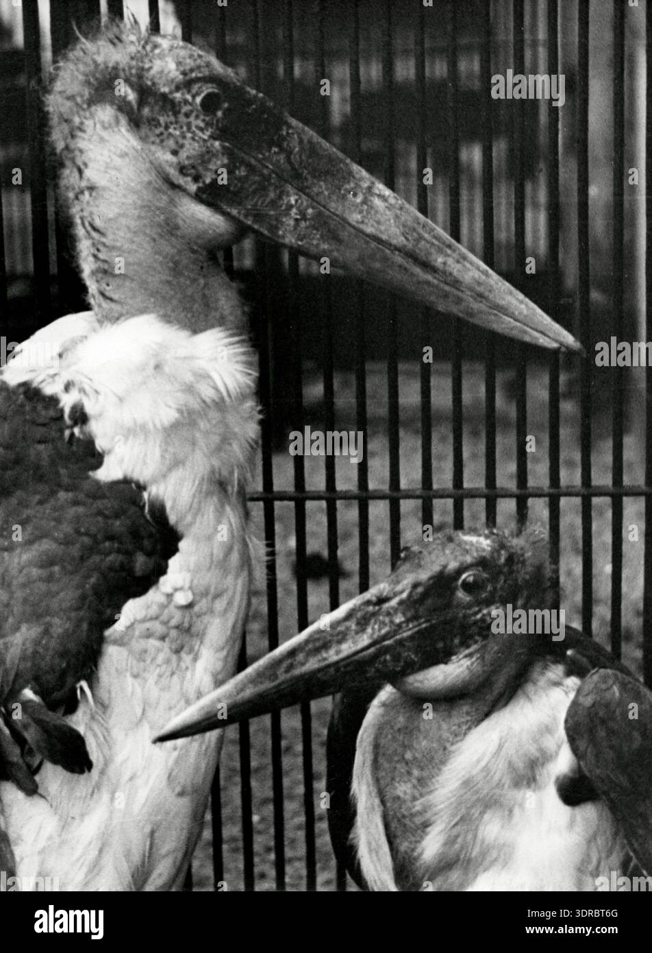 The photograph depicts two marabou storks with long beaks at Artis Zoo ...