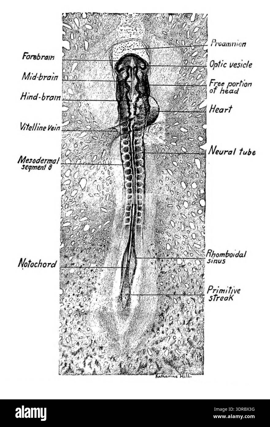 Neural tube initiation hi-res stock photography and images - Alamy