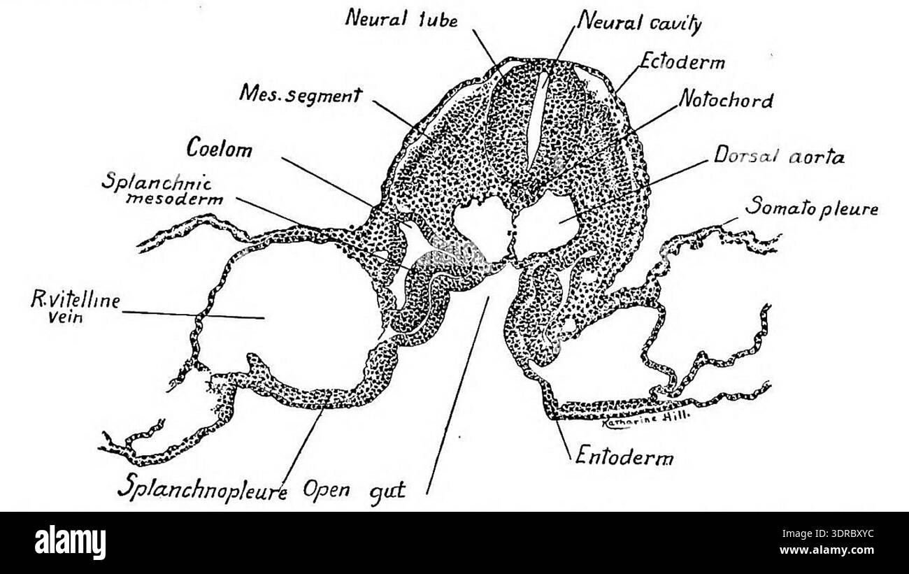 Early vertebrate development Black and White Stock Photos & Images - Alamy