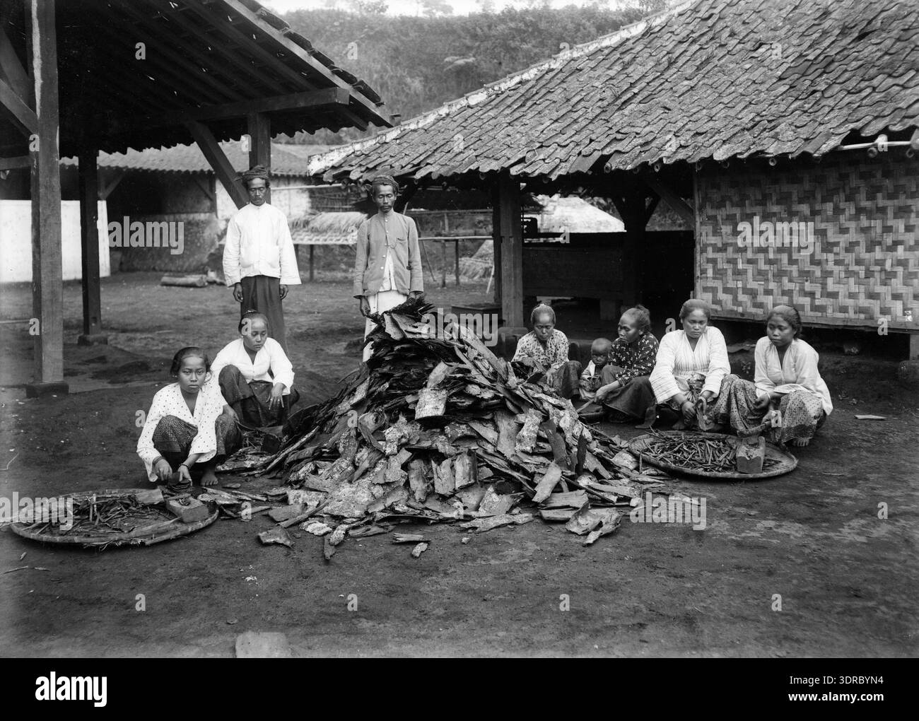 Photograph bark harvesting plantation hi-res stock photography and ...