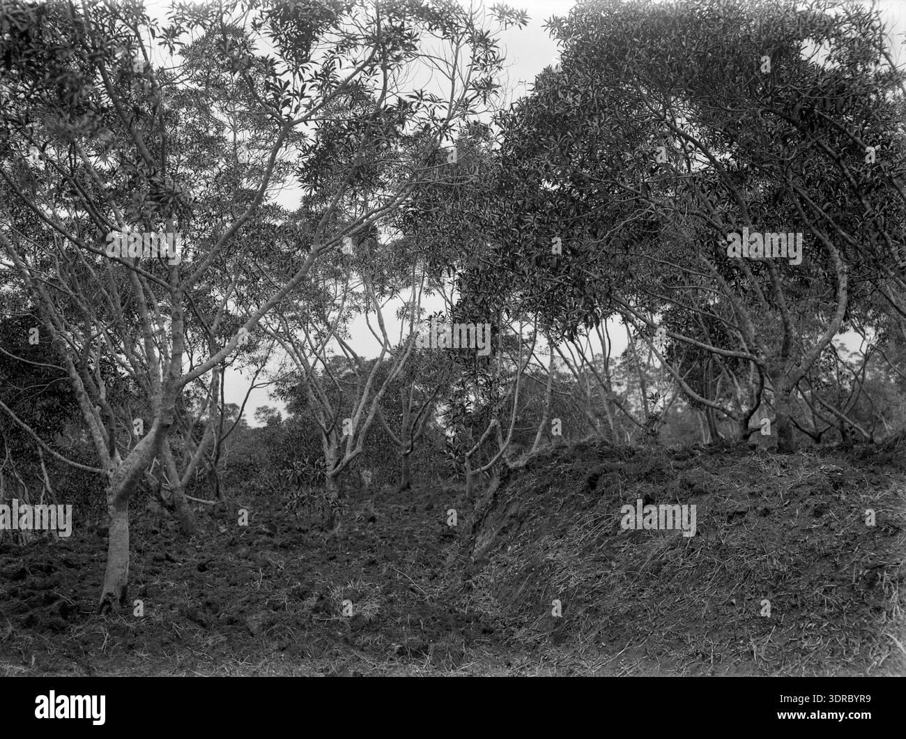 Depicts a cinchona plantation of the djajagiri enterprise in java hi ...