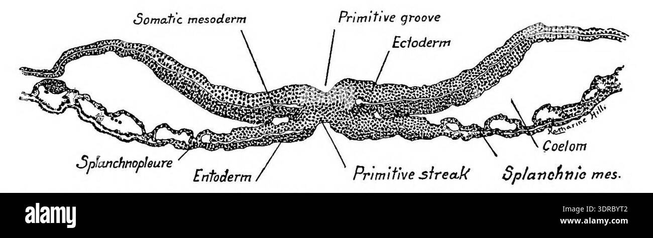 This transverse section illustration by Charles William Prentiss from ...
