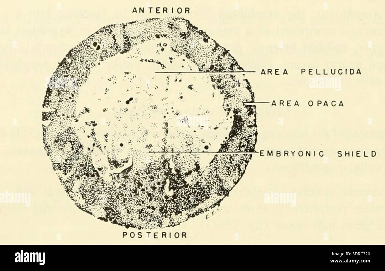 Gastrulation hi-res stock photography and images - Alamy