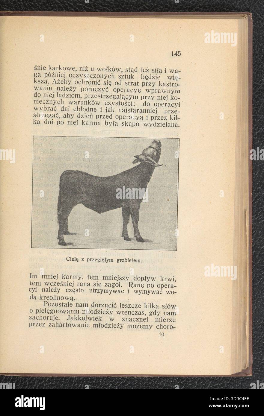Leon bociszewskis 1912 guide on cattle breeding in small scale hi-res ...