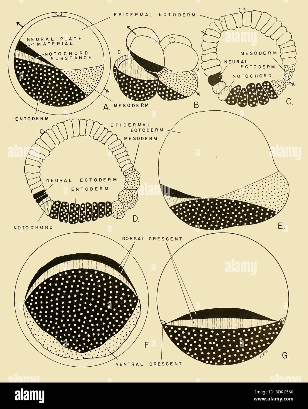 Postero ventral regions it illustrates eight cell and blastula stages ...