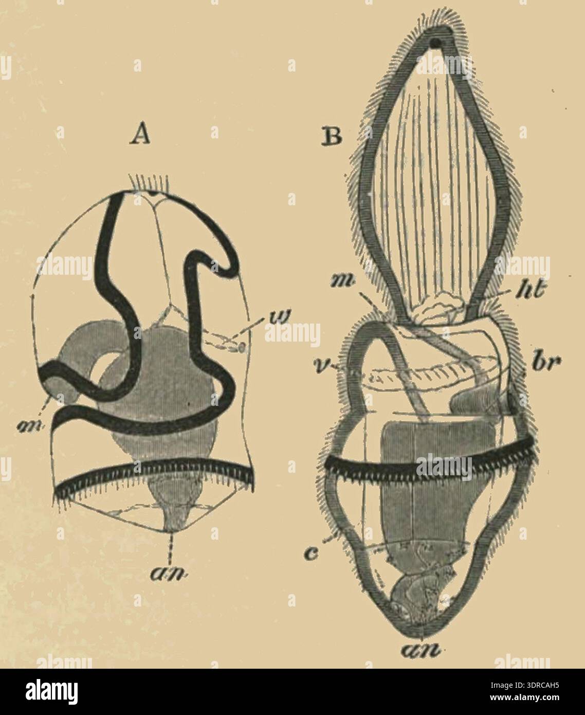 Illustration of two stages in the development of tornaria larva hi-res ...