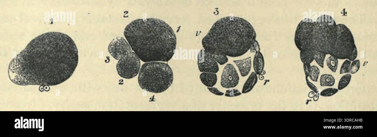 Segmentation cavity it documents embryonic development hi-res stock ...