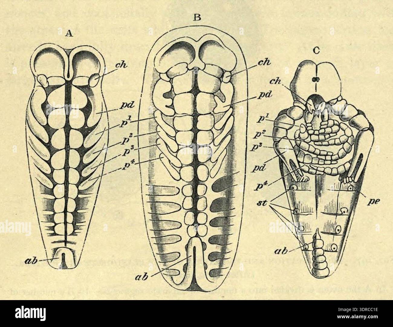 Morphology of appendages hi-res stock photography and images - Alamy