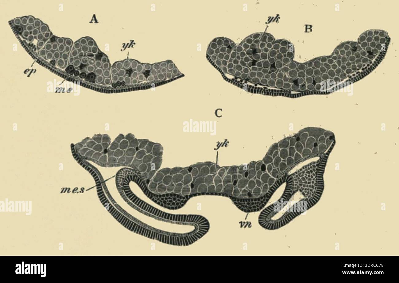 Transverse sections of the ventral plate of Agelena labyrinthica at ...
