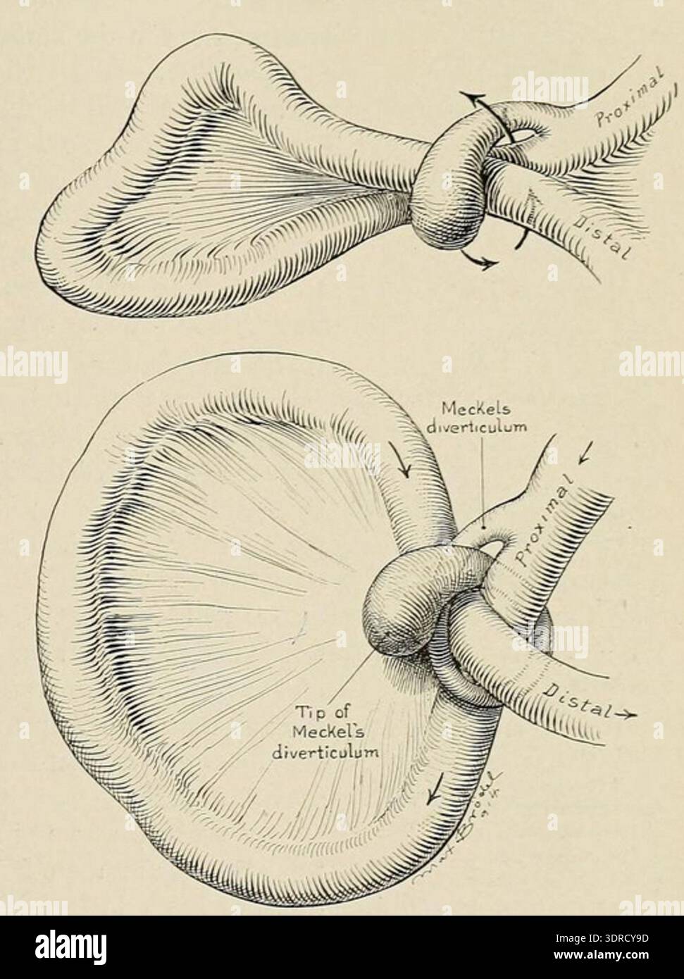 Embryologic development hi-res stock photography and images - Alamy