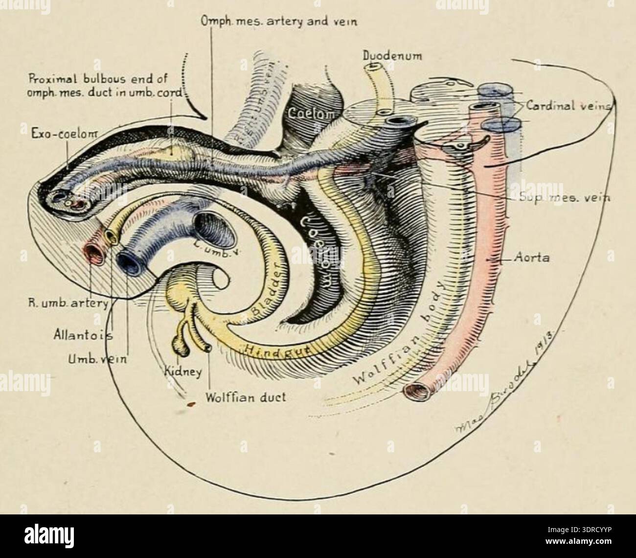 This 1916 sagittal section by Thomas Stephen Cullen shows a human ...