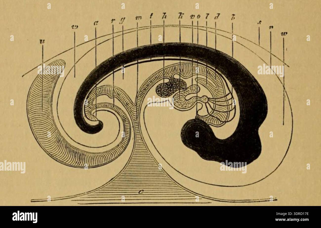 Illustration depicts detailed anatomical structures hi-res stock ...