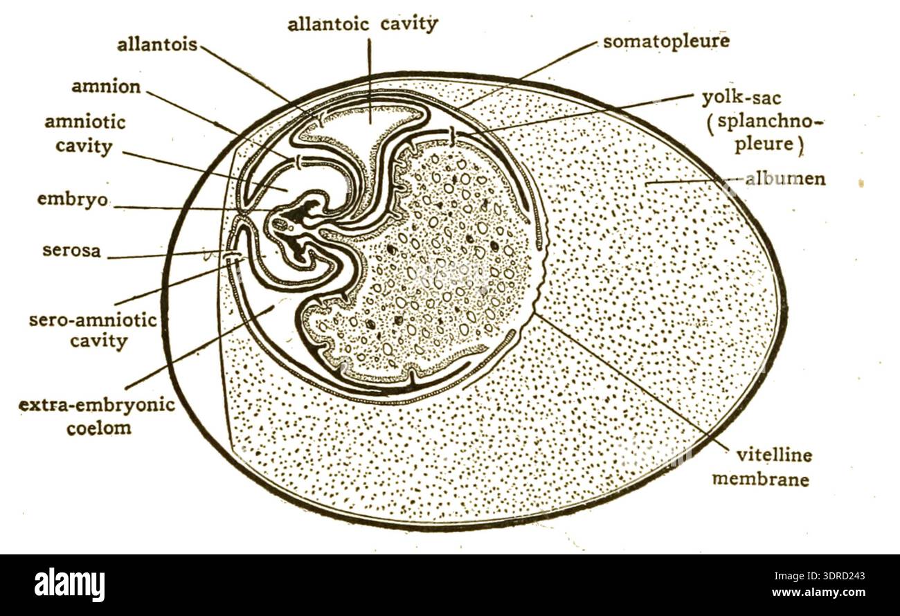 This 1936 illustration depicts a chicken embryo after approximat hi-res ...