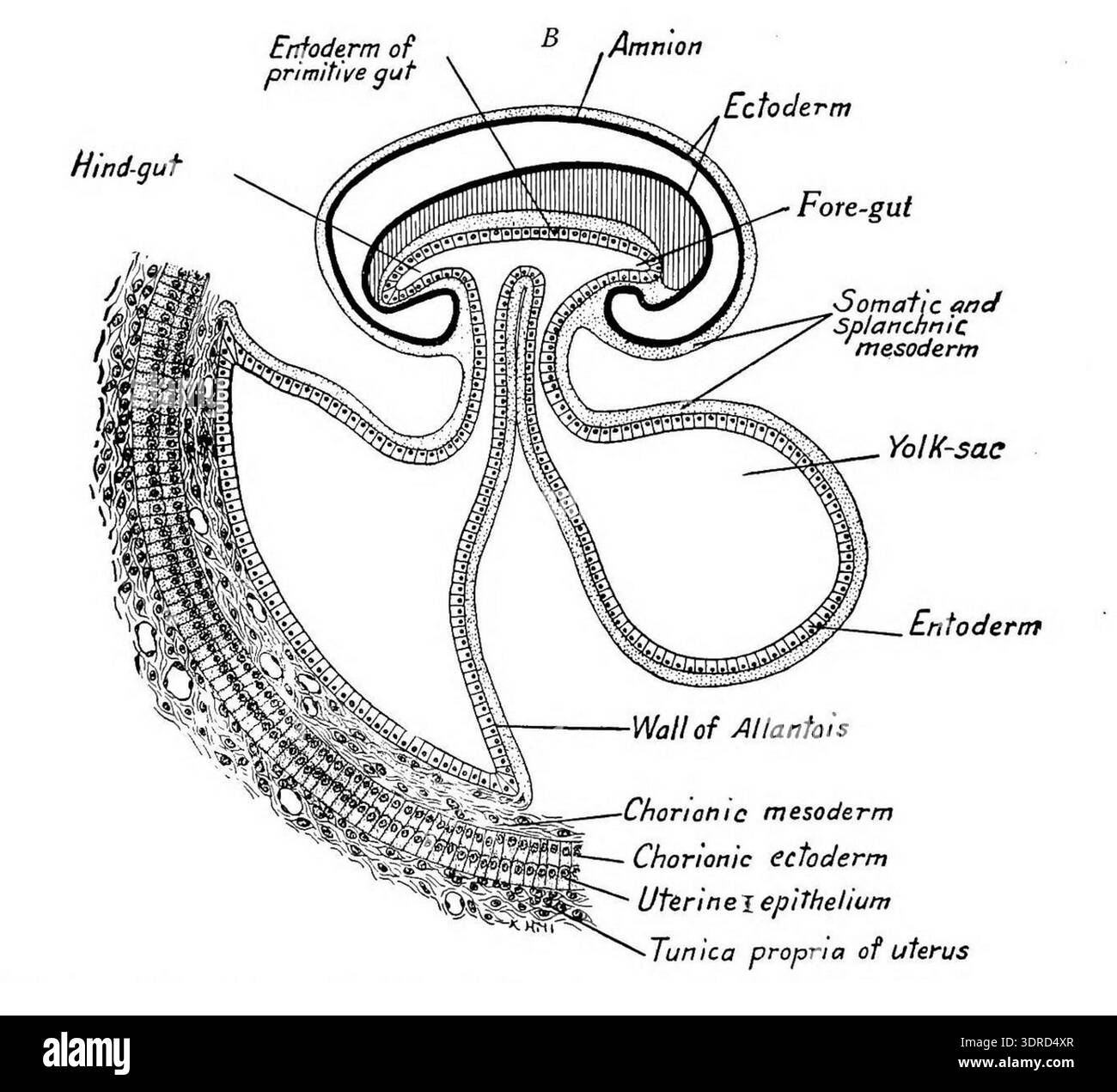 Pig embryo hi-res stock photography and images - Alamy