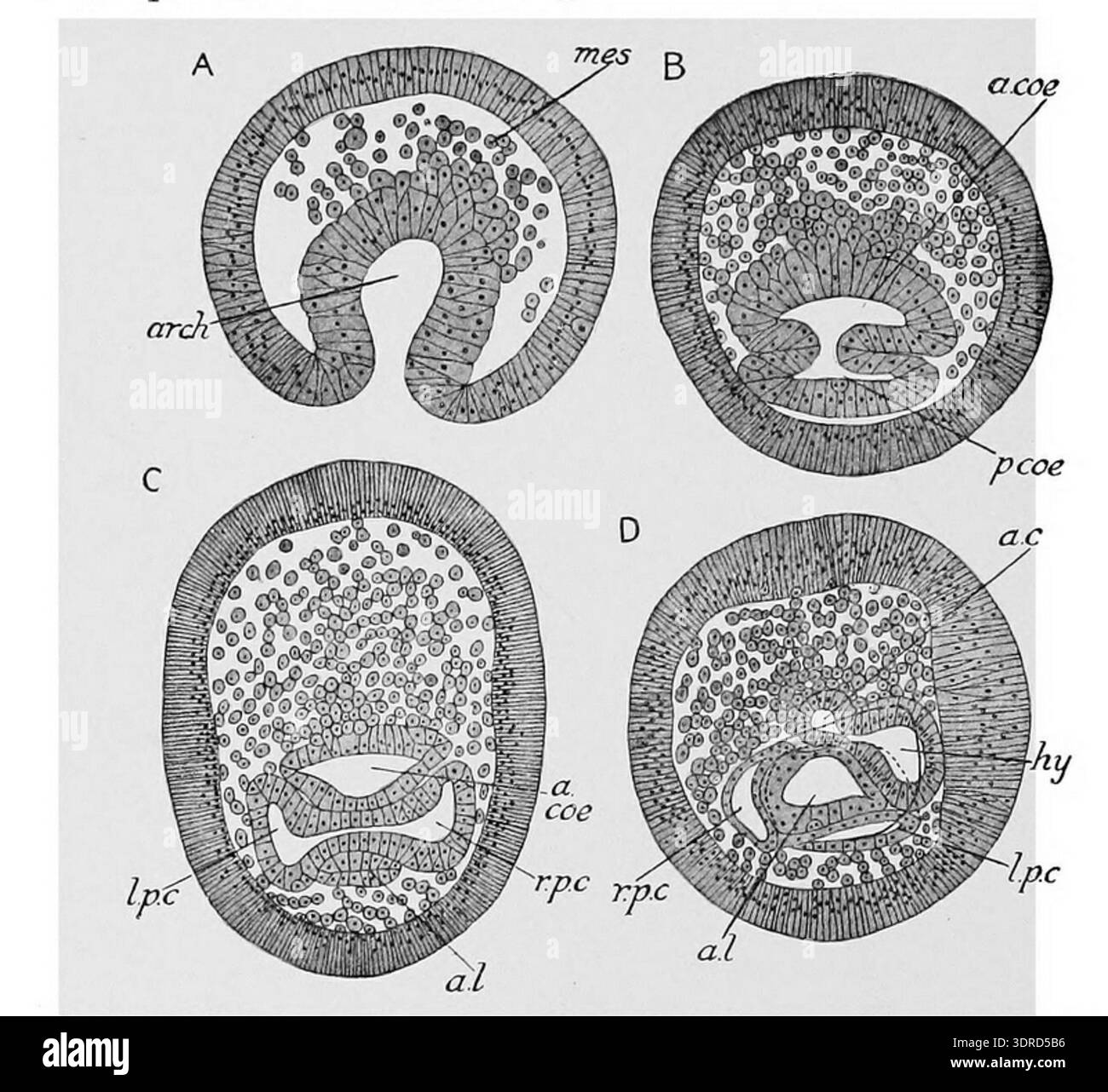 Anterior division Black and White Stock Photos & Images - Alamy