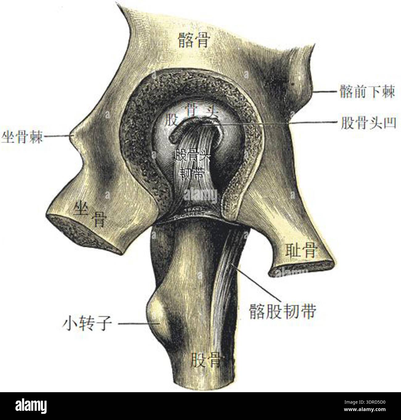 Including the acetabular cavity hi-res stock photography and images - Alamy