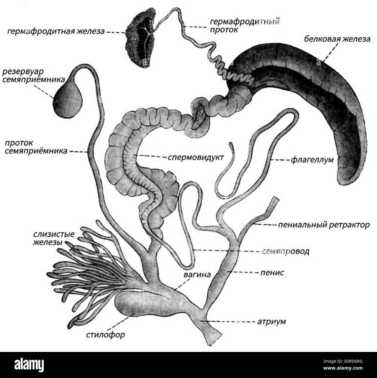 Female reproductive system Black and White Stock Photos & Images - Alamy