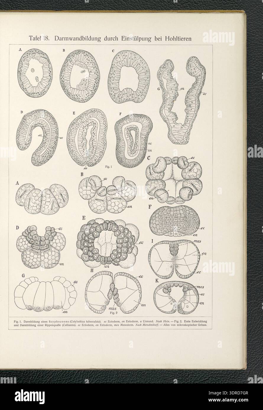 Supplemented by textual explanations covering morphology hi-res stock ...
