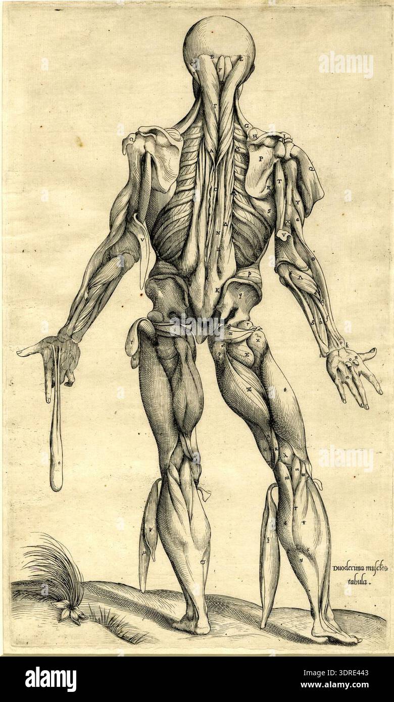 This 1545 engraving by Thomas Gemini after Jan Stephan van Calcar ...
